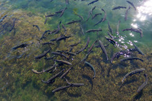 Rainbow Trout Hatchery Pond Free Stock Photo - Public Domain Pictures