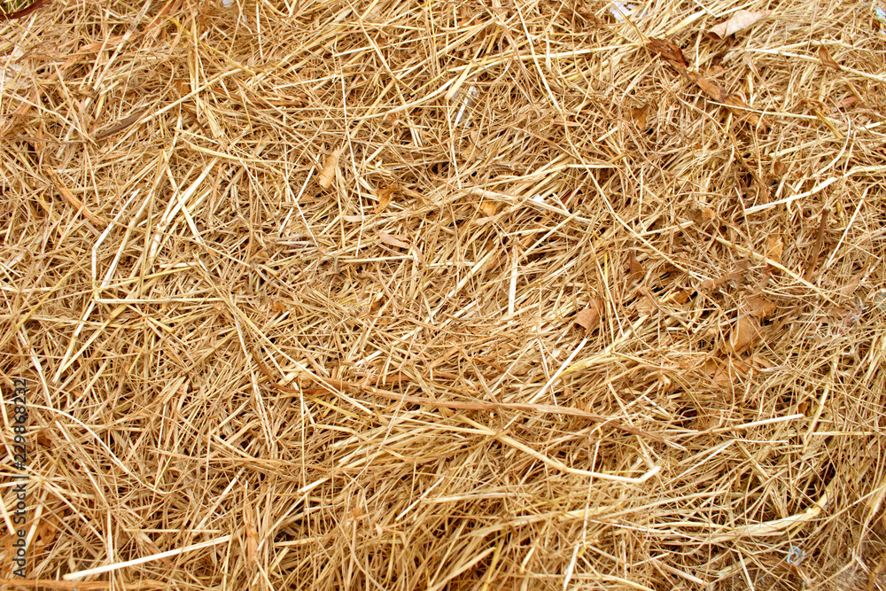 Dry yellow straw grass background texture Stock Photo | Adobe Stock