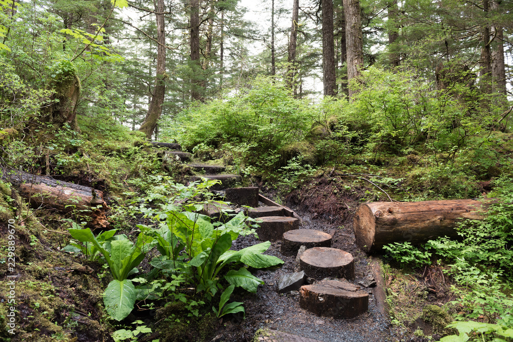 trees and trial in the forest Stock Photo | Adobe Stock