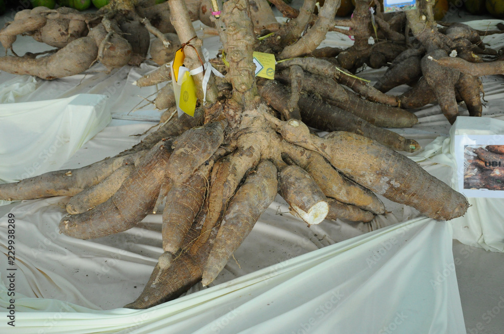 Cassava or the scientific name known as Manihot Esculenta Crantz. Stock ...