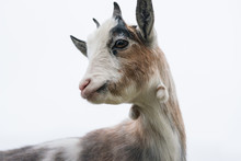 Pygmy Goat Eye Free Stock Photo - Public Domain Pictures