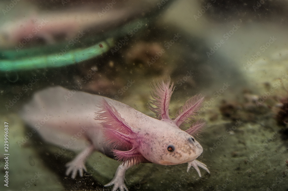 ajolote mexicano xochimilco extinción anfibioaletas nadar pescado agua ...