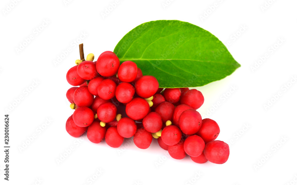 Schisandra Chinensis Medicinal Herb Plant Leaves and Fruit. Isolated on ...