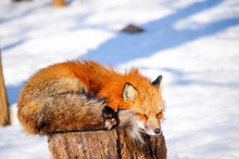 Red Fox Sleeping In Snow Free Stock Photo - Public Domain Pictures