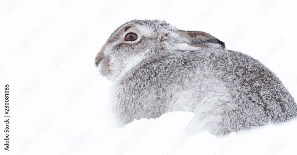 Foto Picture show a wild mountain hare sitting on snow in the Scottish ...