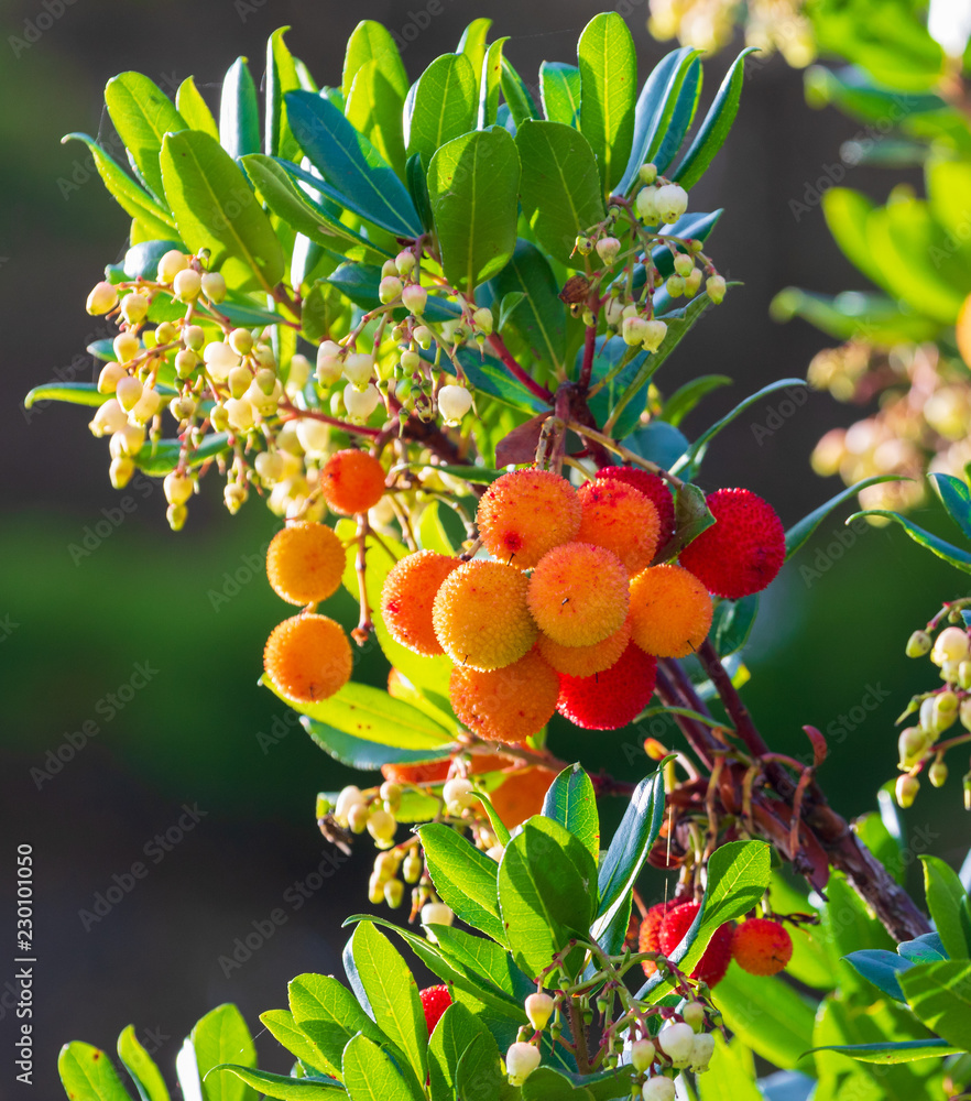 Mature and semi-ripe fruits of madroño (Ripe arbutus). Natural texture ...