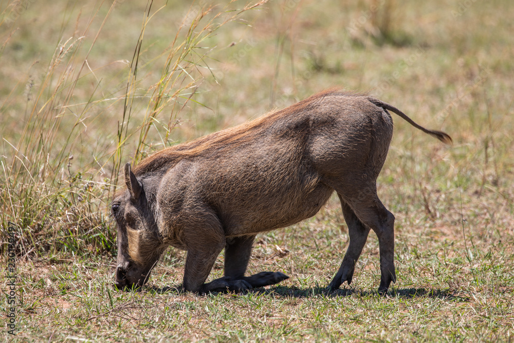 Full body profile portrait of warthog, Phacochoerus aethiopicus ...