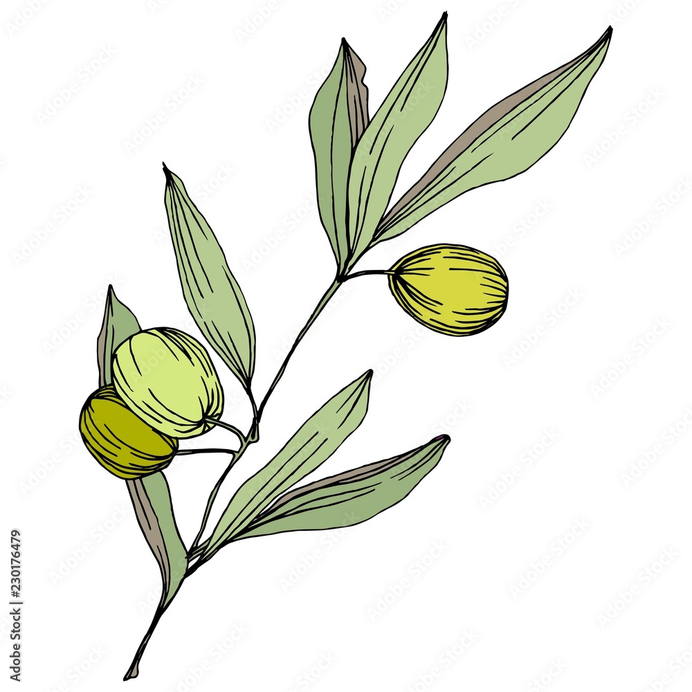 Olive tree in a vector style isolated. Green engraved ink art. Full ...