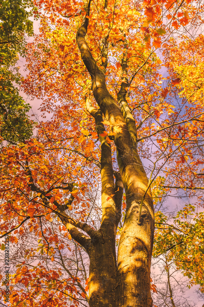 Looking upwards along the trunk of a beautiful golden sycamore tree in ...