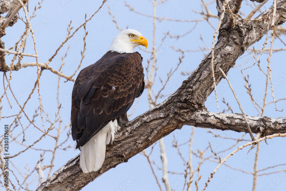 American Bald Eagle Sitting in a Tree Against a Clear Blue Sky Stock ...