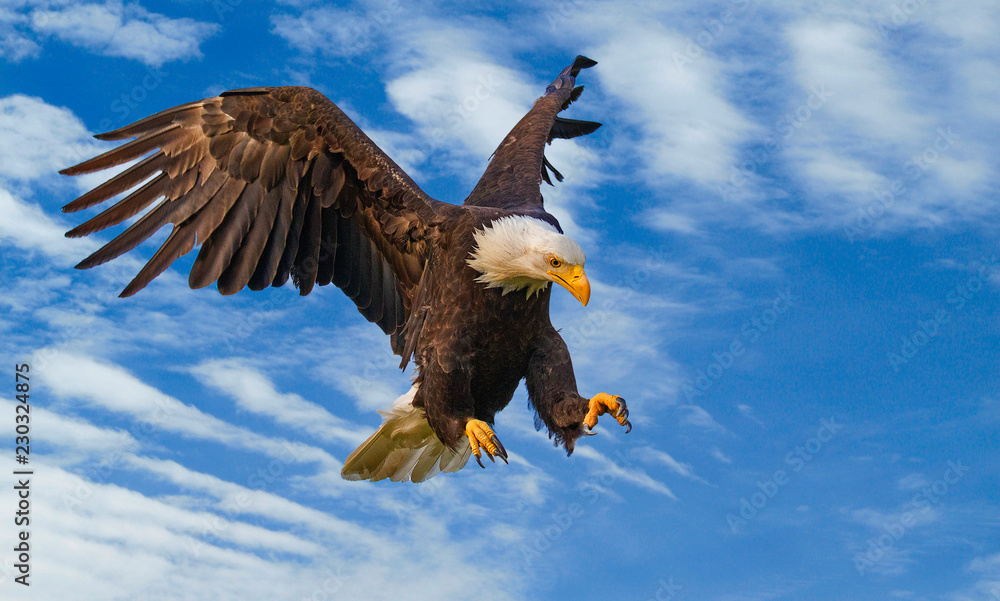 Bald eagle on the attack Stock Photo | Adobe Stock