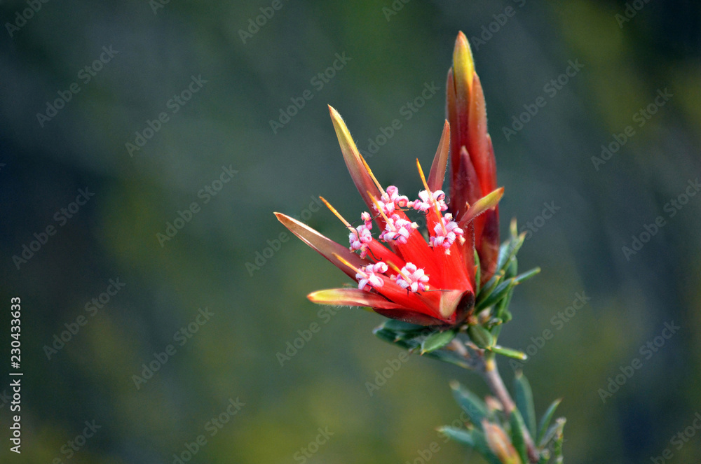 Red flowers of the Australian native Mountain Devil, Lambertia formosa ...