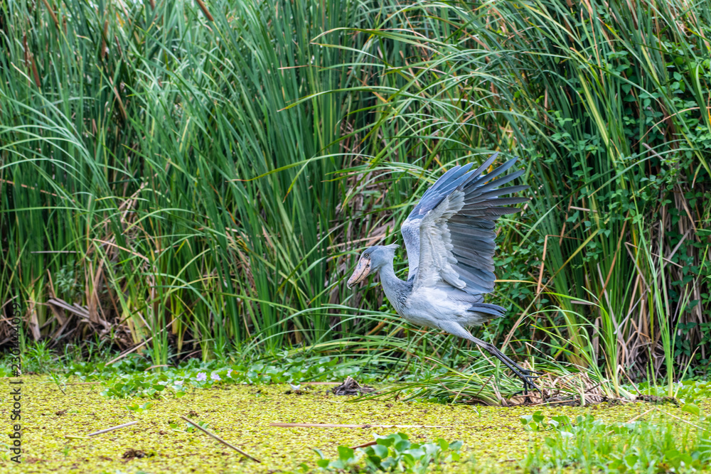 The Shoebill , Balaeniceps rex, also known as Whalehead, is a very ...