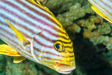Banded Sweetlips Fish Free Stock Photo - Public Domain Pictures