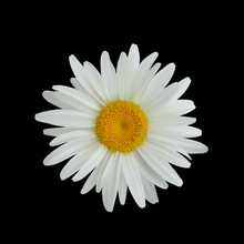 Daisy Chain Free Stock Photo - Public Domain Pictures