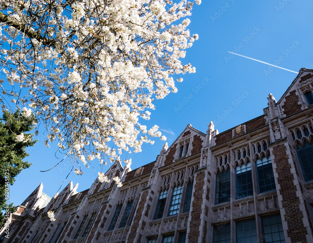 Cherry trees blossoming at university campus - Seattle, WA, USA Stock ...
