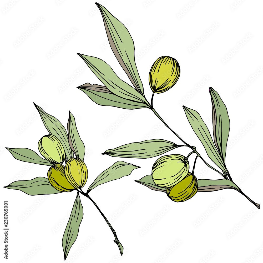 Olive tree in a vector style isolated. Green engraved ink art. Full ...