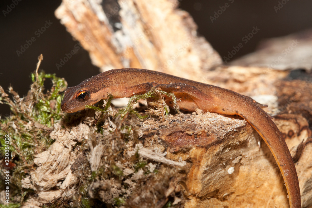 lissotriton boscai triton boscai triturus Stock Photo | Adobe Stock