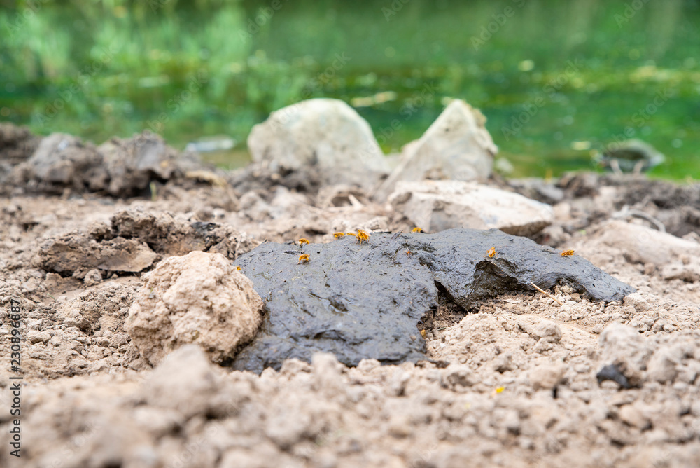 Group of flies (Drosophila melanogaster) sit on cow dung on a river ...