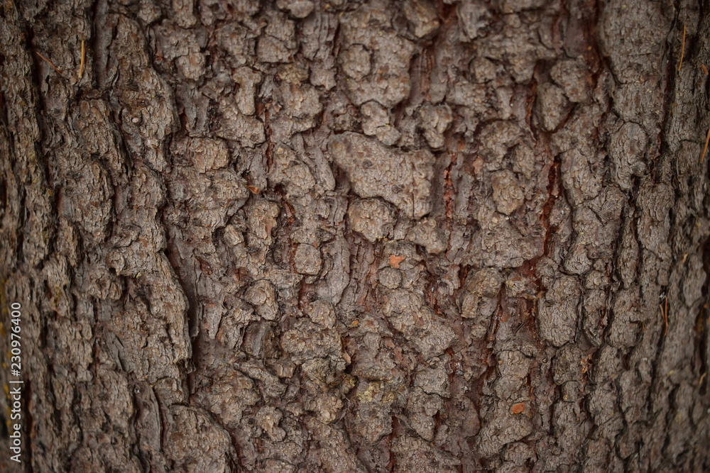 spruce bark Stock Photo | Adobe Stock