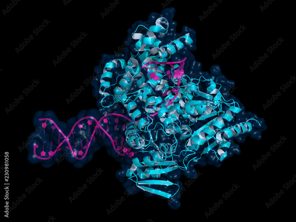 DNA helicases are enzymes that separate two annealing DNA strands, an ...