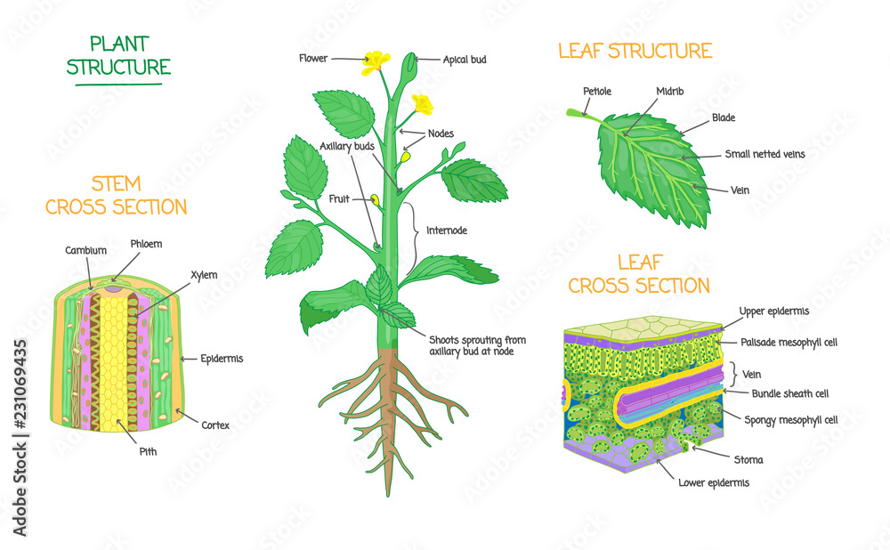 Plant structure and cross section botanical biology labeled diagrams ...