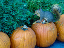 Fox Squirrel Eating Pumpkin Free Stock Photo - Public Domain Pictures