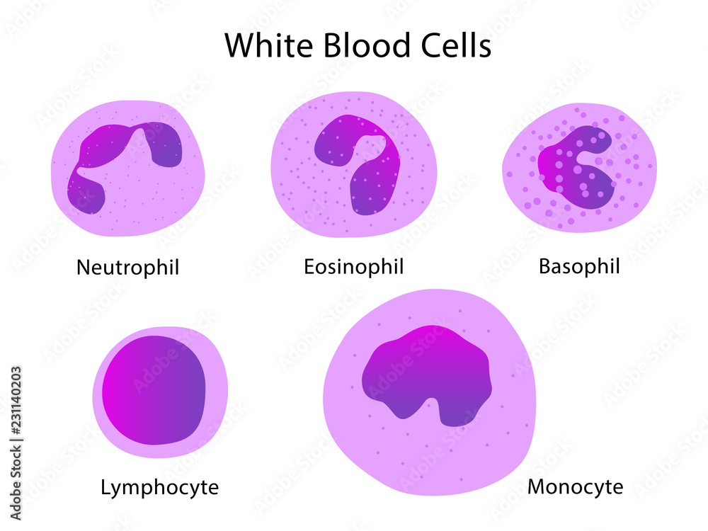 Types of white blood cells, that help the immune system fight off ...