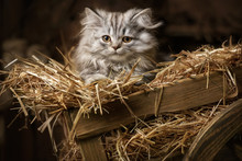 Cat In Wagon Free Stock Photo - Public Domain Pictures