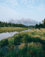 Marsh Grass Background Free Stock Photo - Public Domain Pictures