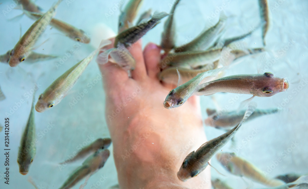 Man's feet in fish spa aquarium. Doctor fish in glass fishtank. South ...