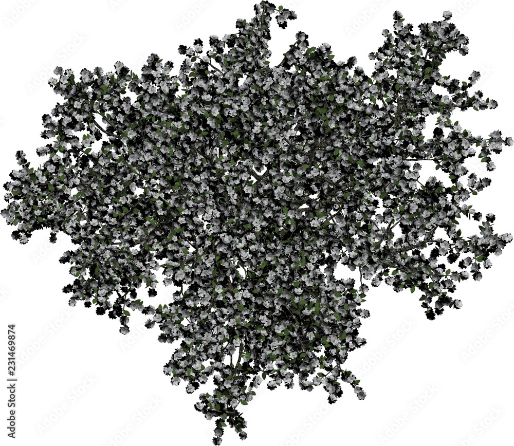 Plant & Tree overhead icon / top view symbols isolated on white ...