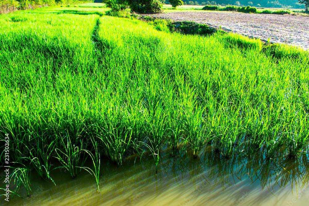 Beautiful green rice field with sun light in the morning, Dew catch on ...
