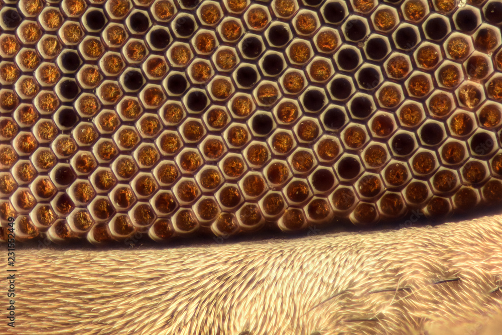 Extreme magnification - Compound eye texture under the microscope Stock ...