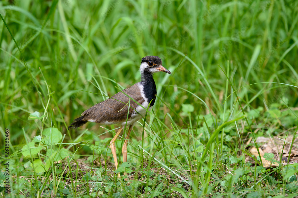 Red-wattled lapwing is an Asian lapwing or large plover, a wader in the ...