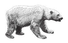 Vintage Polar Bear Illustration Free Stock Photo - Public Domain Pictures