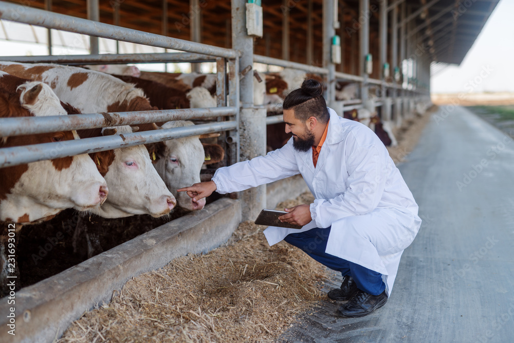 Veterinarian checking cows at cow farm. Stock Photo | Adobe Stock