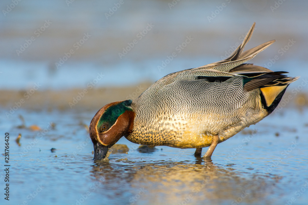 Male Common Teal Foraging Stock Photo | Adobe Stock