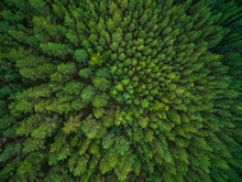 Green Treetop Background Free Stock Photo - Public Domain Pictures