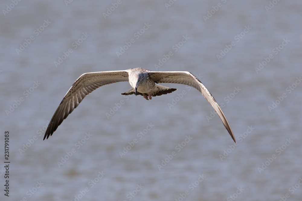 Heuglin's gull. Conservation status Least Concern (IUCN 3.1) Scientific ...