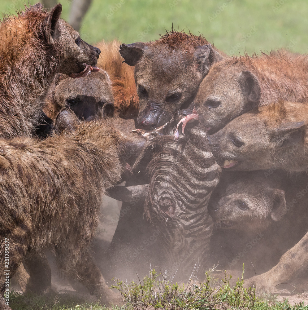 hyenas eating zebra Stock Photo | Adobe Stock
