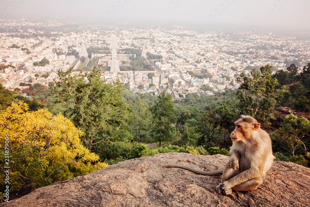 Rhesus Macaque little monkey at Arunachala mountain in Tiruvannamalai ...