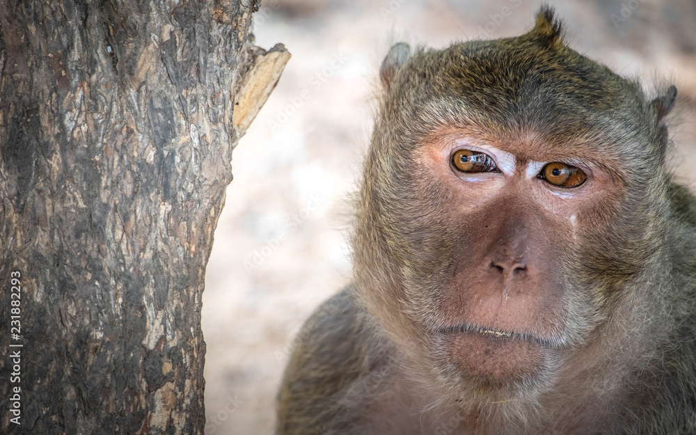 The behavior of monkeys every day varies. Stock Photo | Adobe Stock
