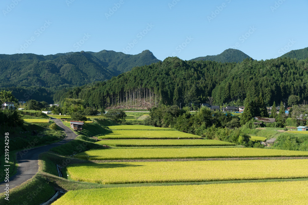 Rice landscape japan shikoku Stock Photo | Adobe Stock