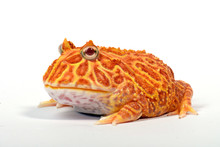 Chaco Horned Frog Free Stock Photo - Public Domain Pictures