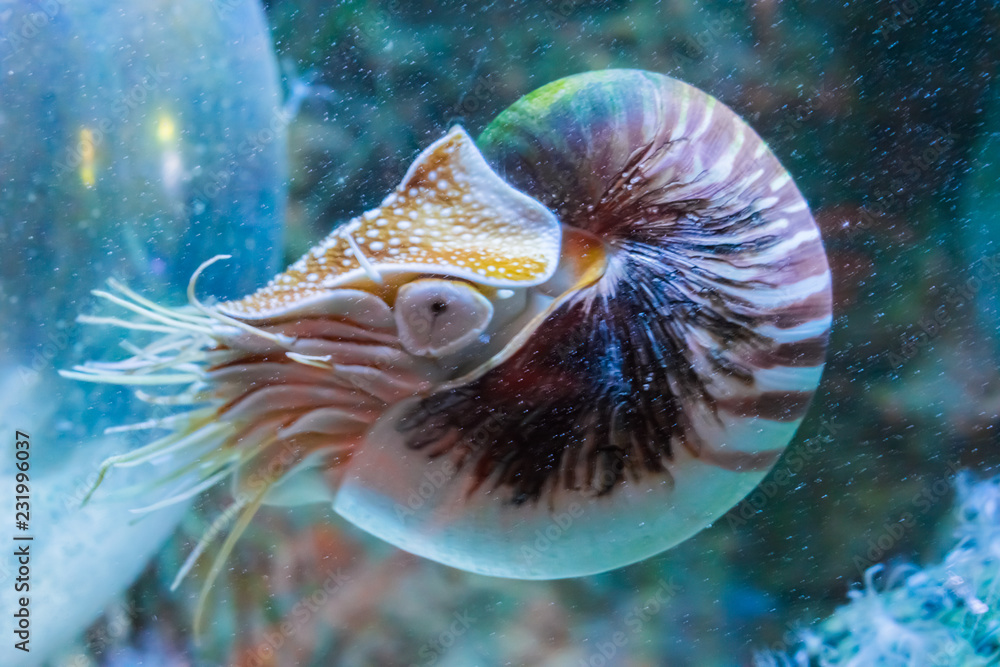 Rare tropical marine life portrait of a nautilus cephalopod a living ...