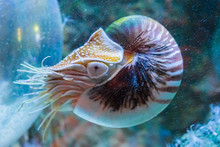 Nautilus Creature Free Stock Photo - Public Domain Pictures