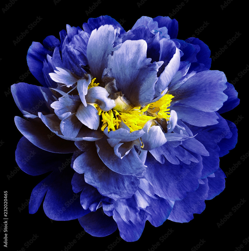 Blue peony flower with yellow stamens on an isolated black background ...