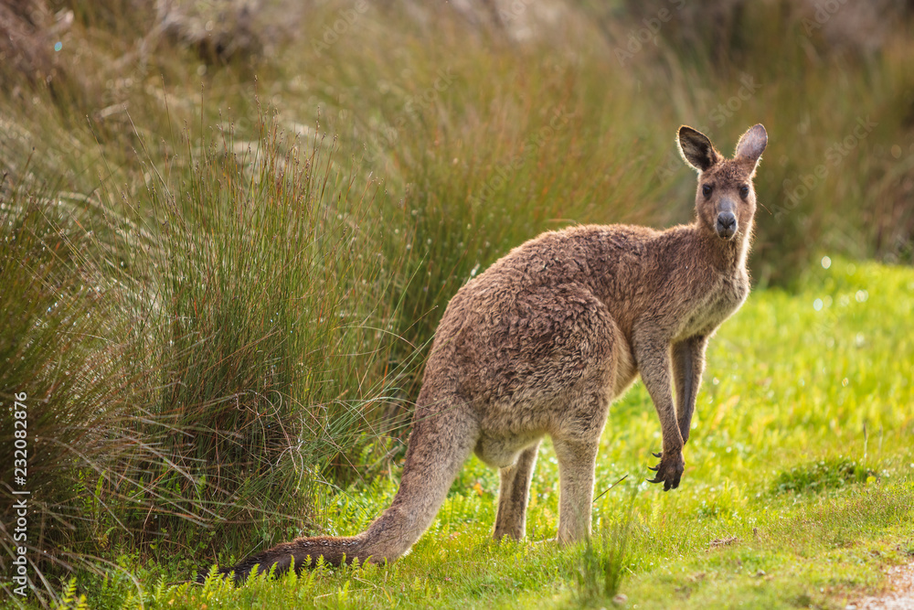 Eastern grey kangaroo (Macropus giganteus) spotted late afternoon on ...