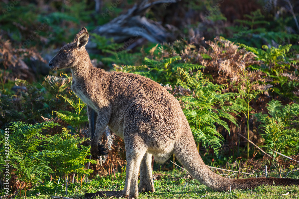 Eastern grey kangaroo (Macropus giganteus) spotted late afternoon on ...